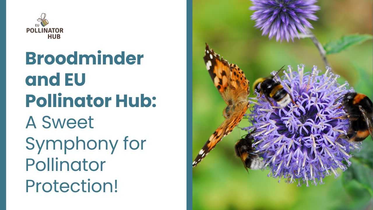 Broodminder and EU Pollinator Hub: A Sweet Symphony for Pollinator ...